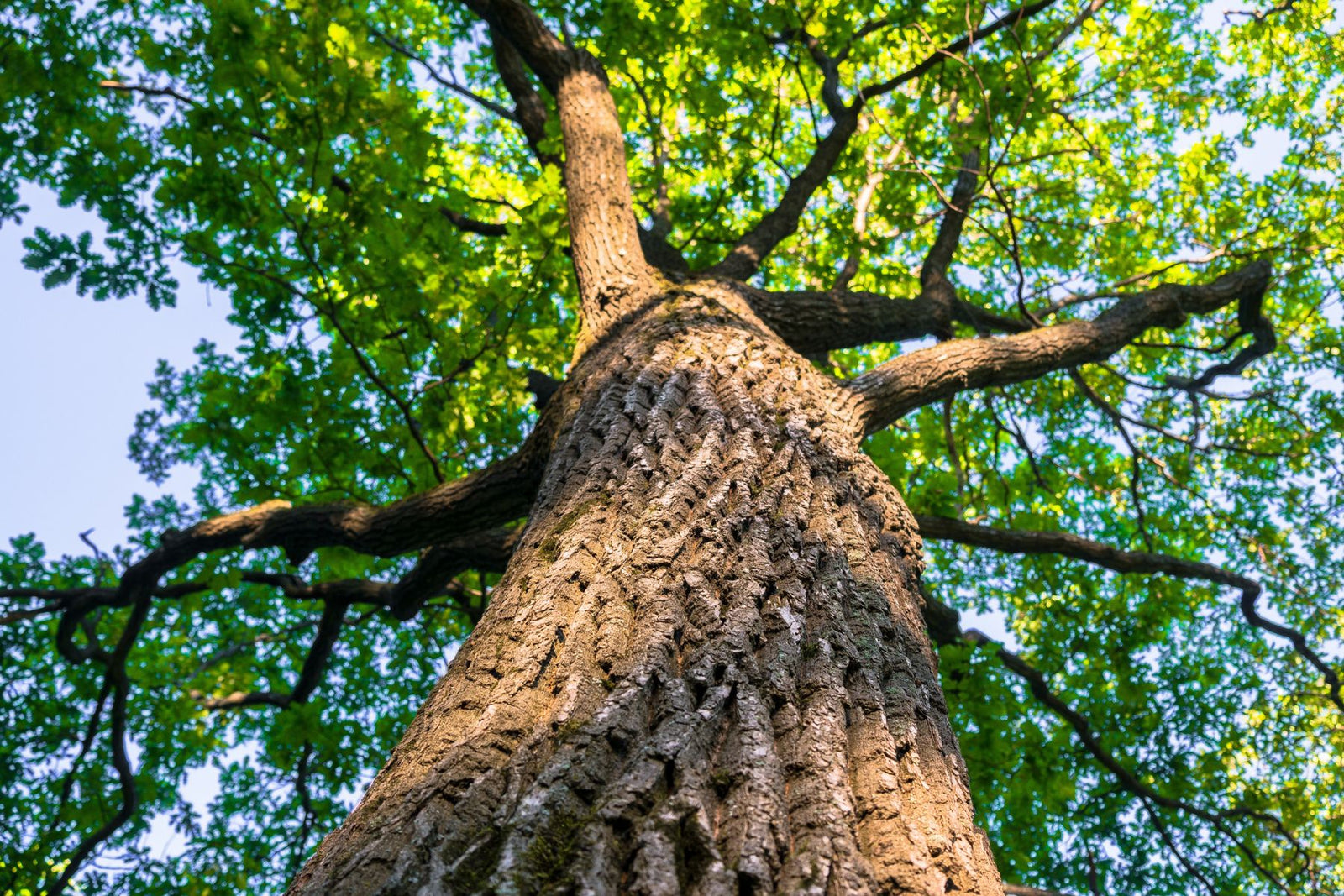 The History of Oak Trees and Why People Worshiped Them – Plant Me Green
