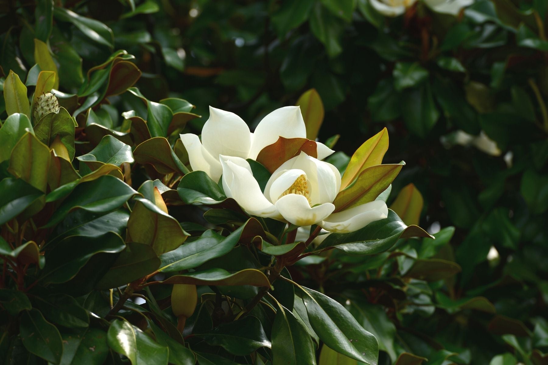 Southern Magnolia Tree Branch