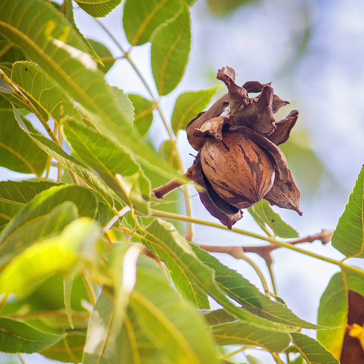 Pecan Trees: 4 Interesting Facts – Plant Me Green