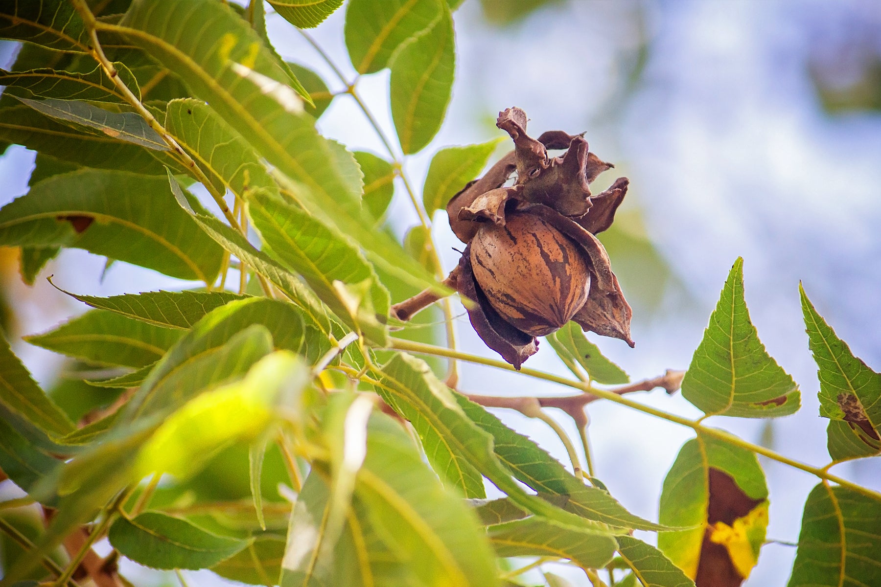 Pecan Tree Pictures