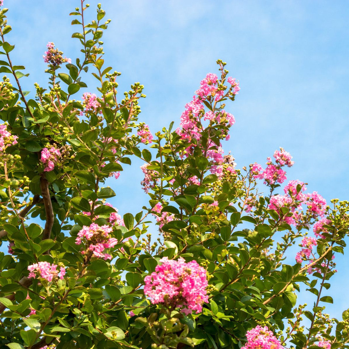 Top Heat-Tolerant Trees That Can Handle Your Yard – Plant Me Green