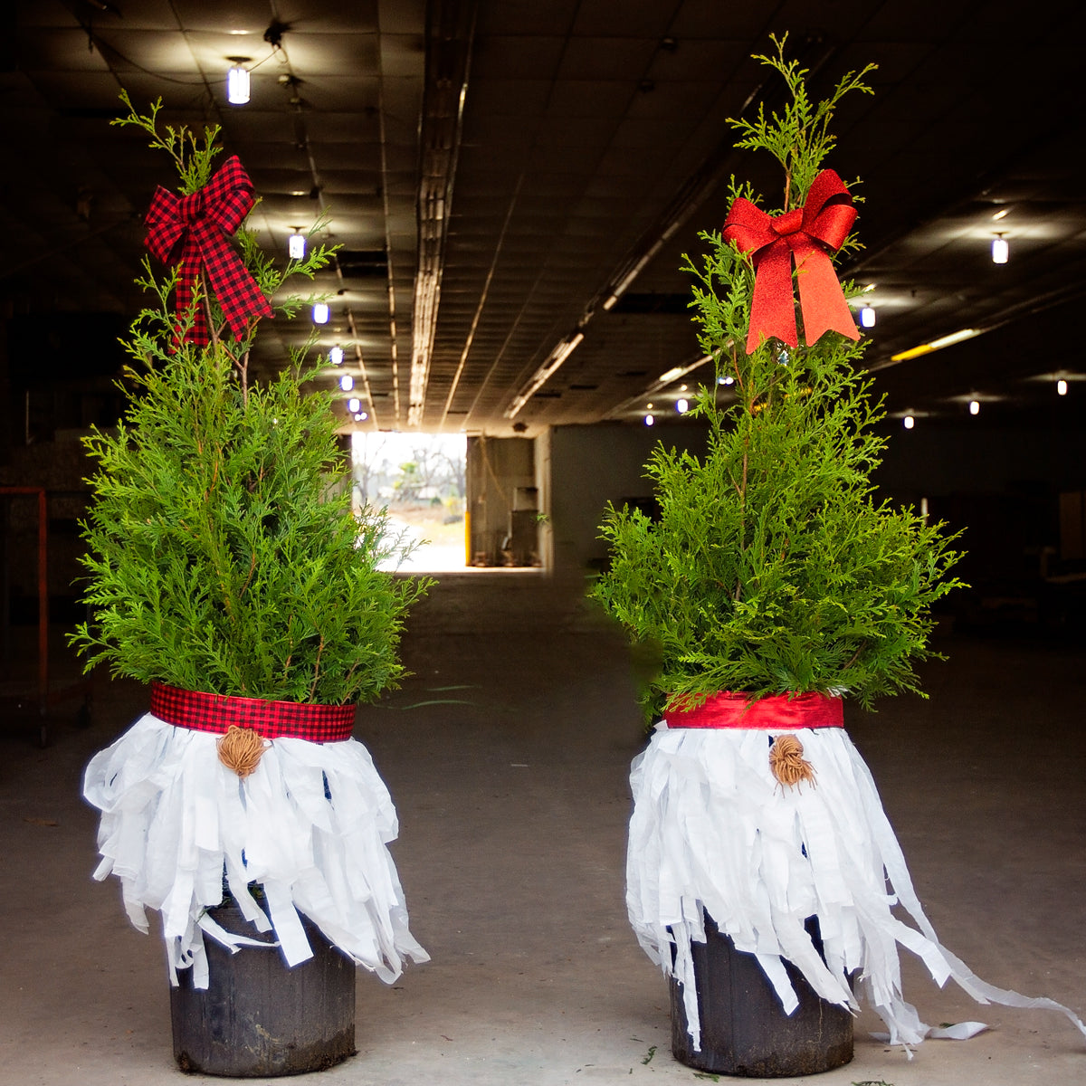 How to Make Tree Gnomes from Thuja Green Giants – Plant Me Green