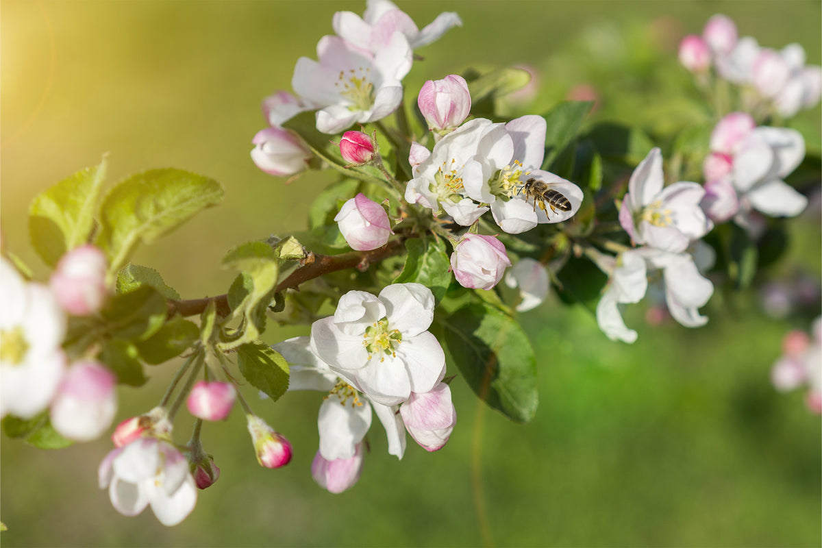 Fruit Trees: The Importance Of Pollination