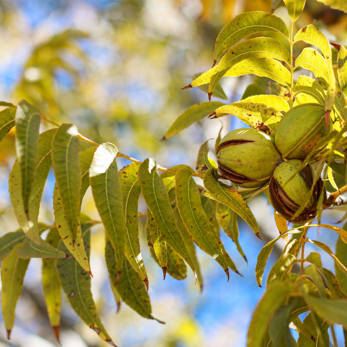 What Those Brown Spots on Your Pecan Tree Leaves Mean – Plant Me Green