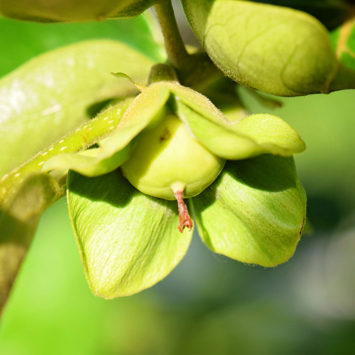 Premature Fruit Drop – Plant Me Green