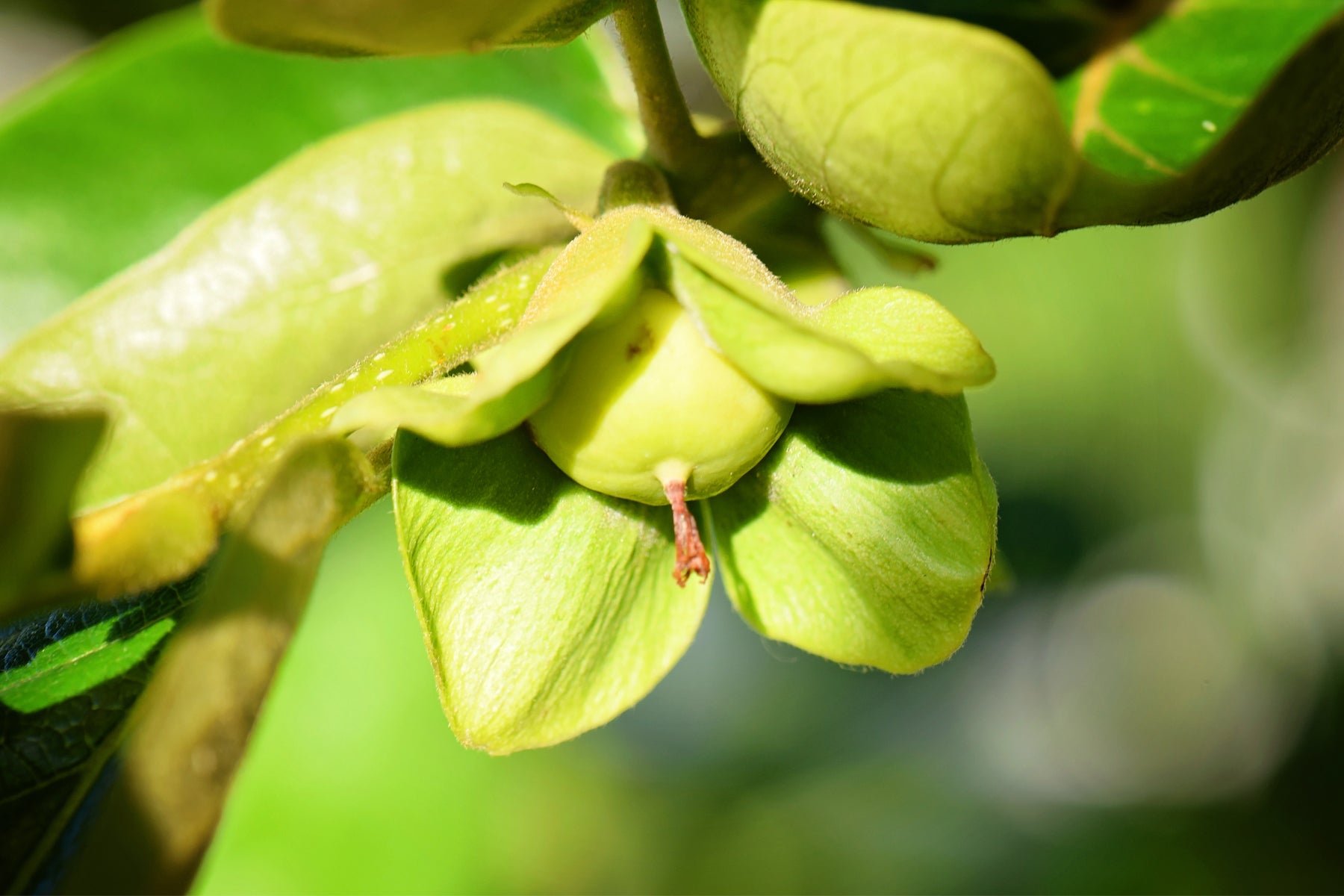 Premature Fruit Drop – Plant Me Green