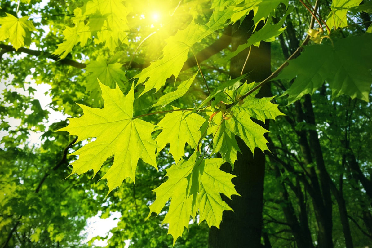 How To Properly Care for Your Maple Trees – Plant Me Green