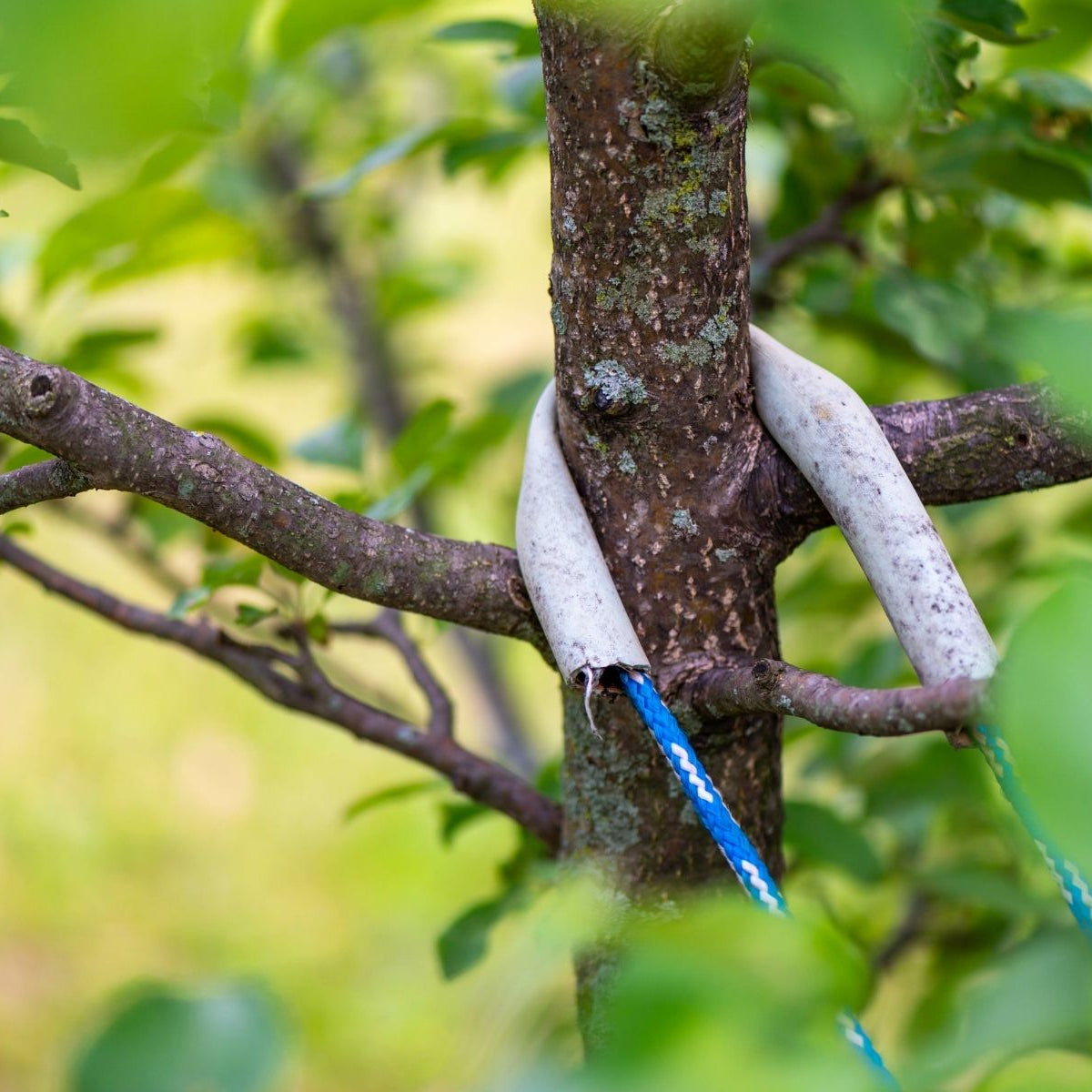 4 Tips for Protecting Your Trees From High Winds – Plant Me Green