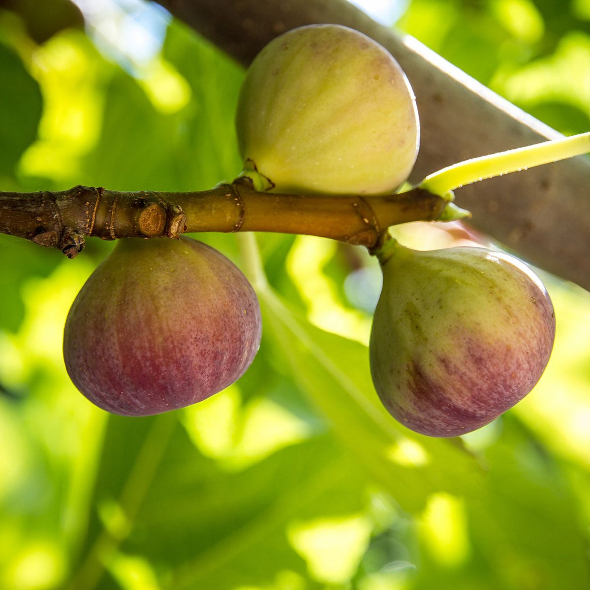 How To Identify and Treat Rust on Your Fig Tree – Plant Me Green