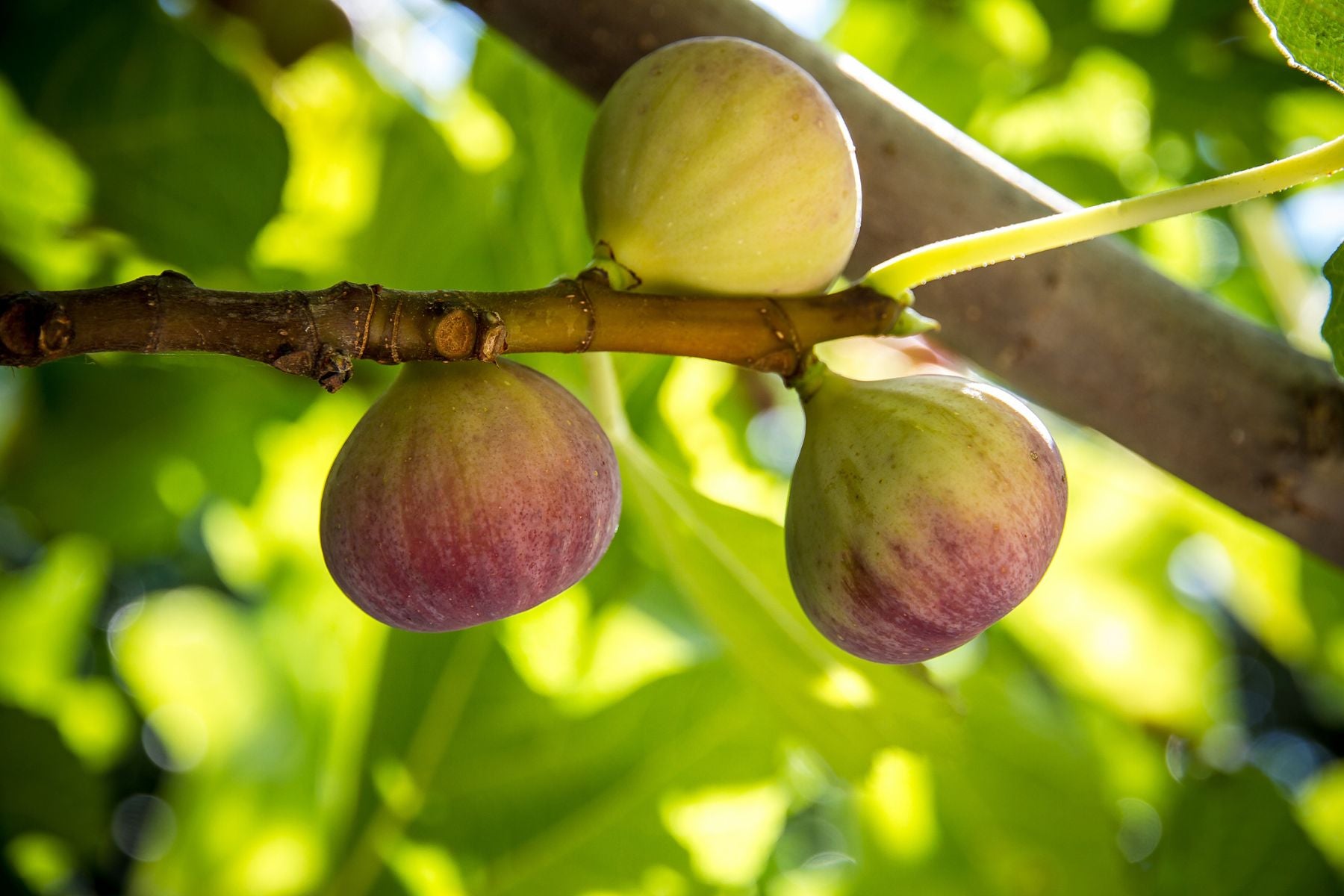 How To Identify and Treat Rust on Your Fig Tree – Plant Me Green