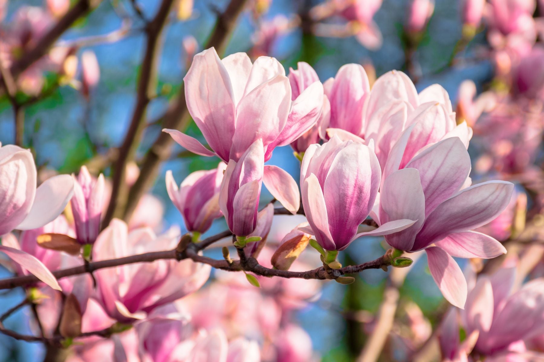 Magnolia Tree Name Our New Magnolia | Friends Of Westonbirt Arboretum