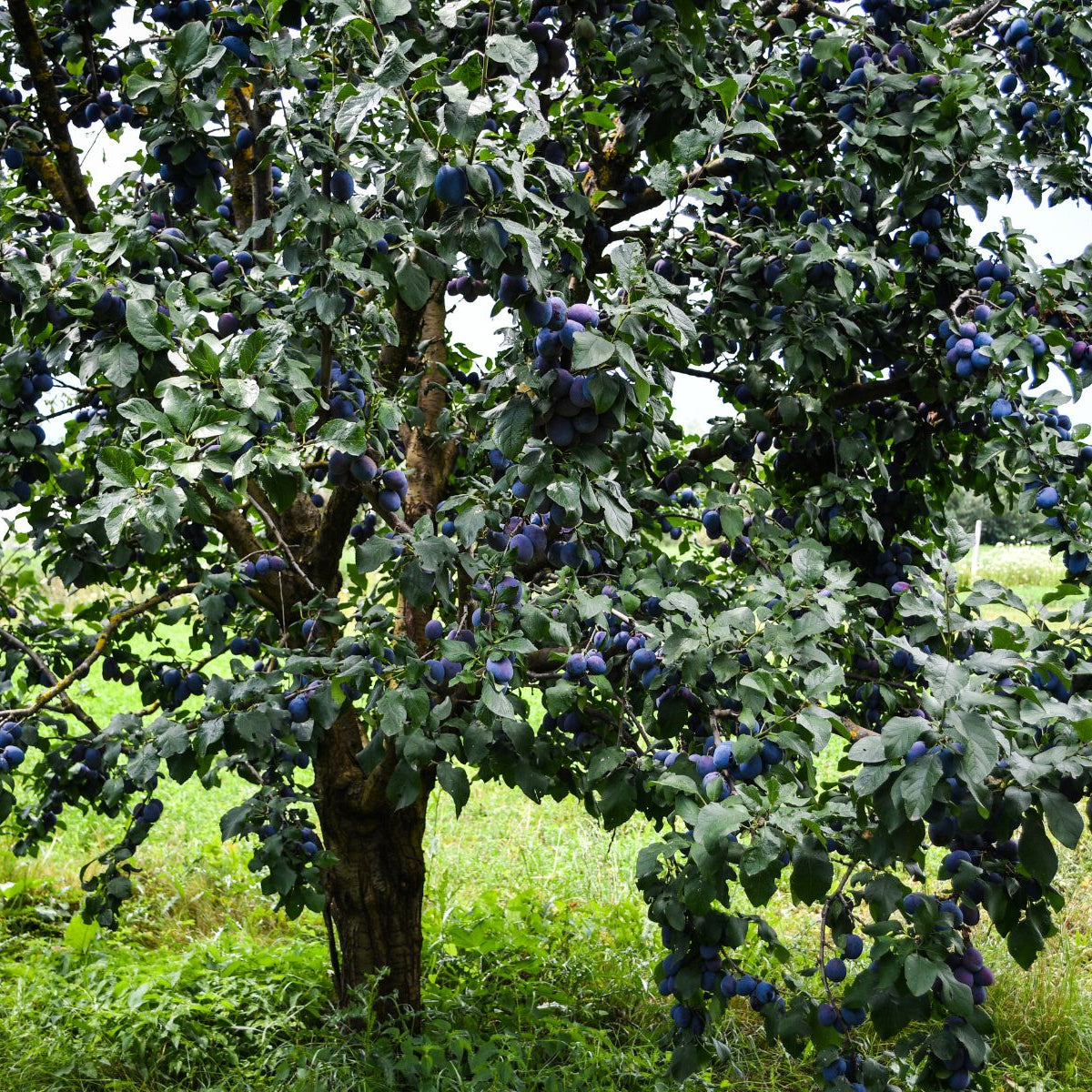 Fruit Tree Care: Managing and Removing Tree Suckers – Plant Me Green