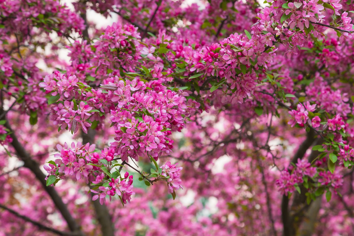 Everything You Need To Know Before Buying a Flowering Tree – Plant Me Green
