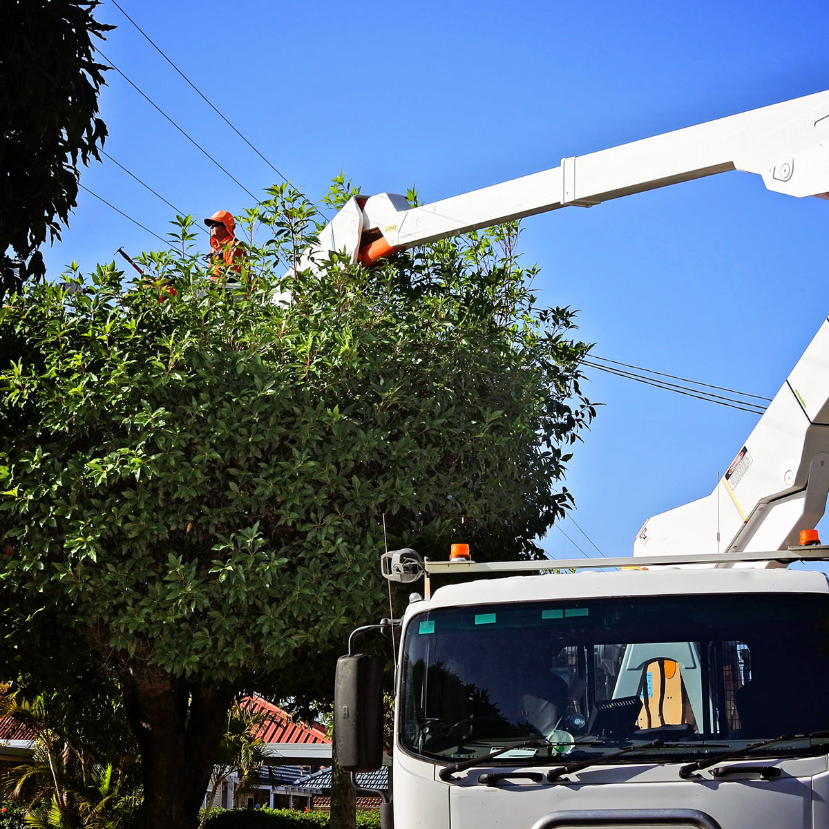 Landscaping Around Power Lines – Plant Me Green