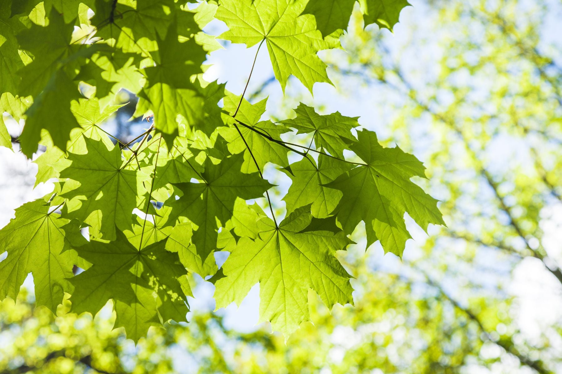 Maple Tree Identification Leaf