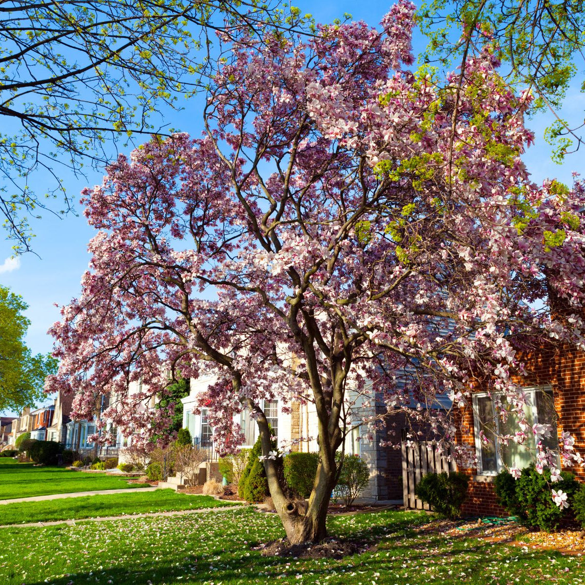 The 5 Best Fragrant Trees for Your Property – Plant Me Green
