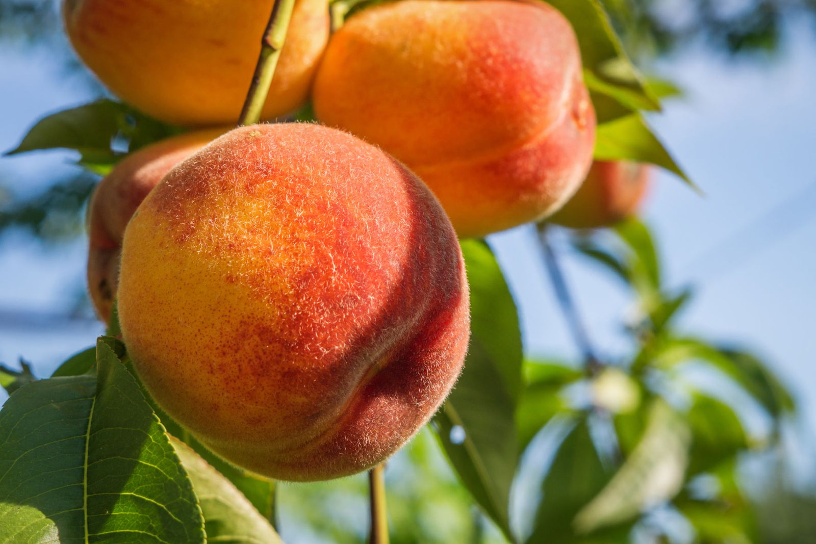 Everything You Need To Know About Growing a Peach Tree – Plant Me Green