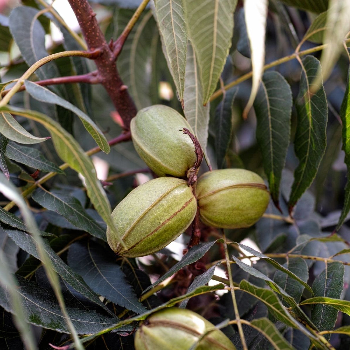 How Long Does It Take for Pecan Trees To Start Producing? – Plant Me Green