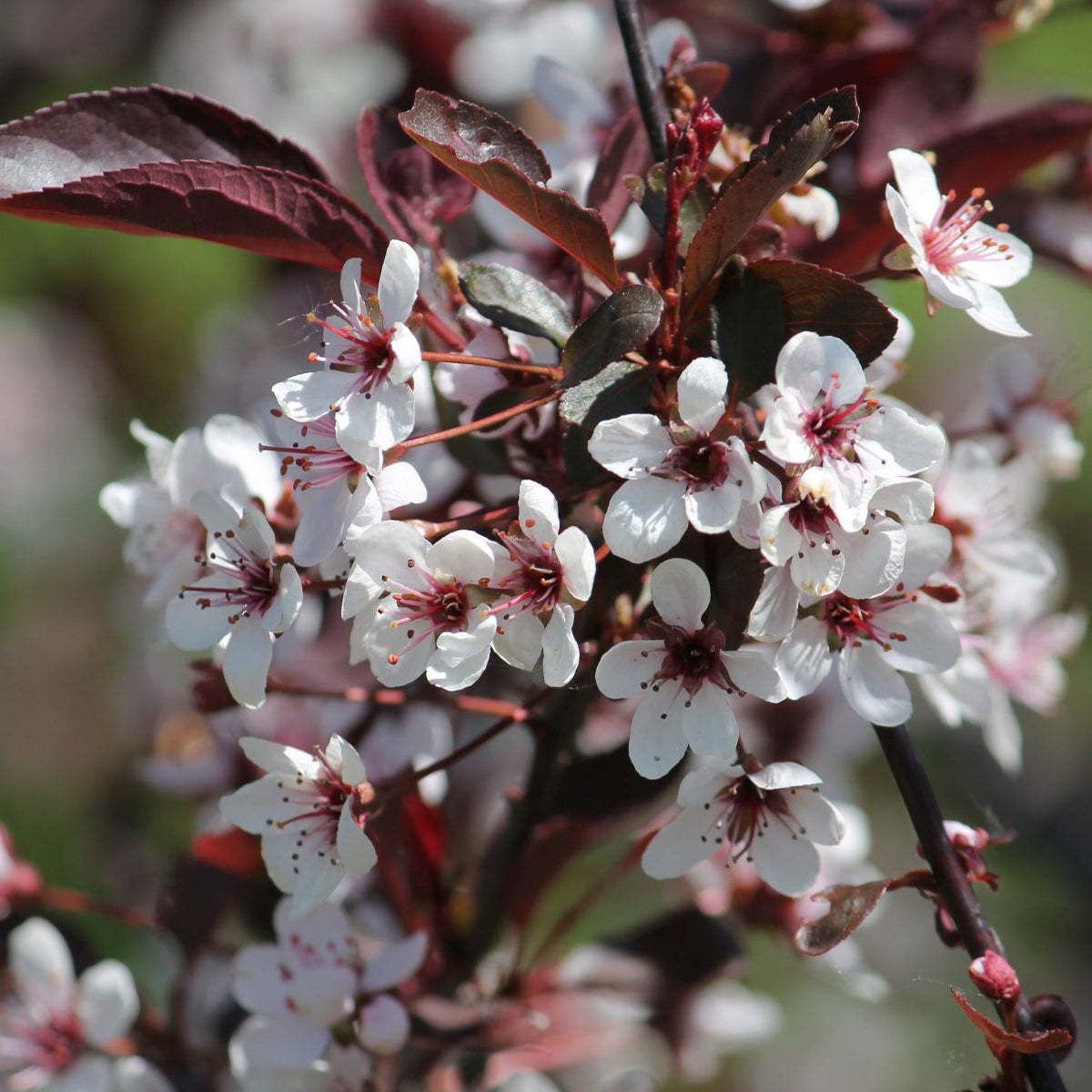 Are Purple-Leaf Plums Edible and Do They Taste Any Good? – Plant Me Green