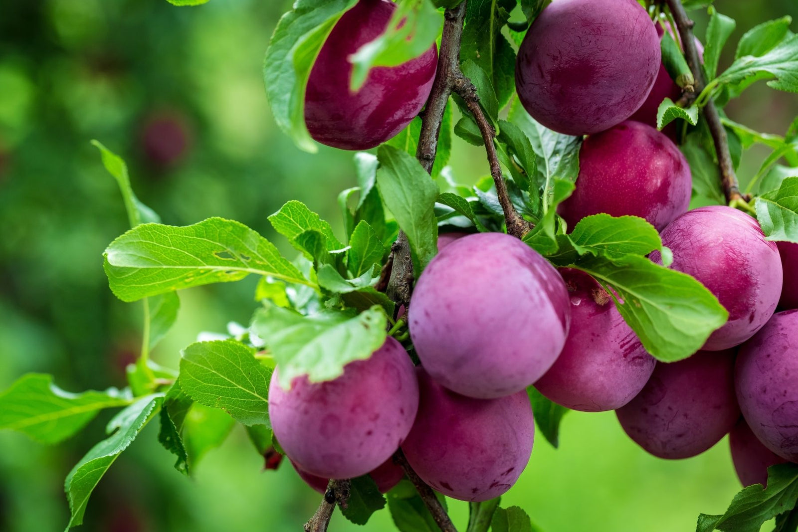 Top 5 Easy-To-Grow Fruit Trees for Beginners – Plant Me Green