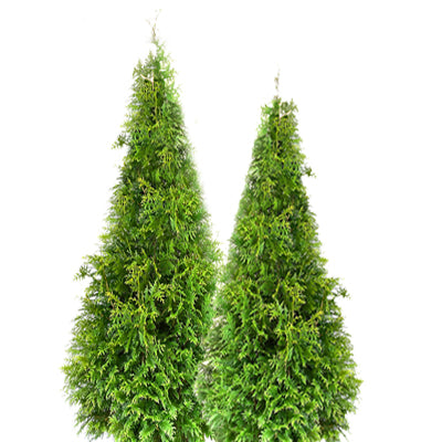 Shop Border Trees for Sale | Privacy Shrubs for Sale - Plant Me Green