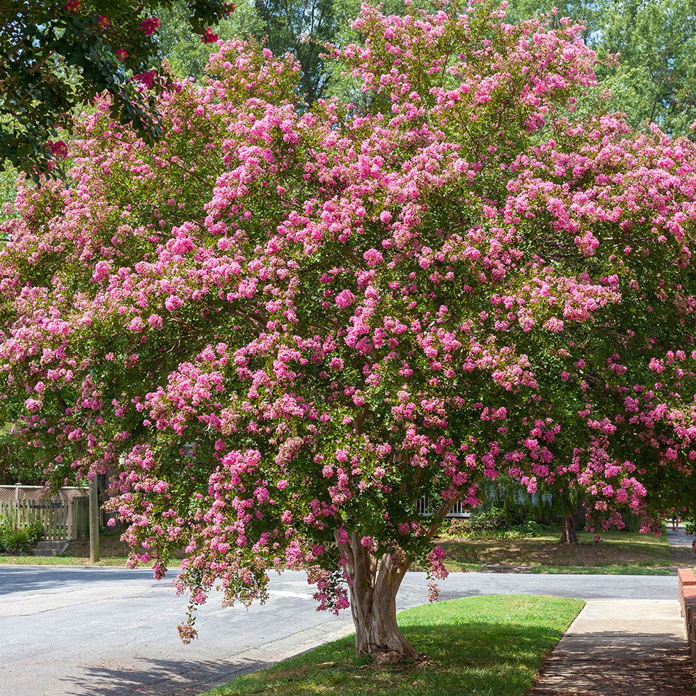Crape Myrtle Trees for Sale | Buy Crape Myrtle Trees Online
