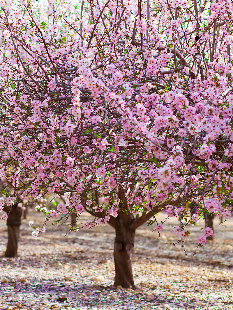 Almond Nonpareil Almond Tree