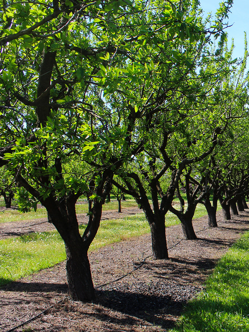 Almond Nonpareil Almond Tree