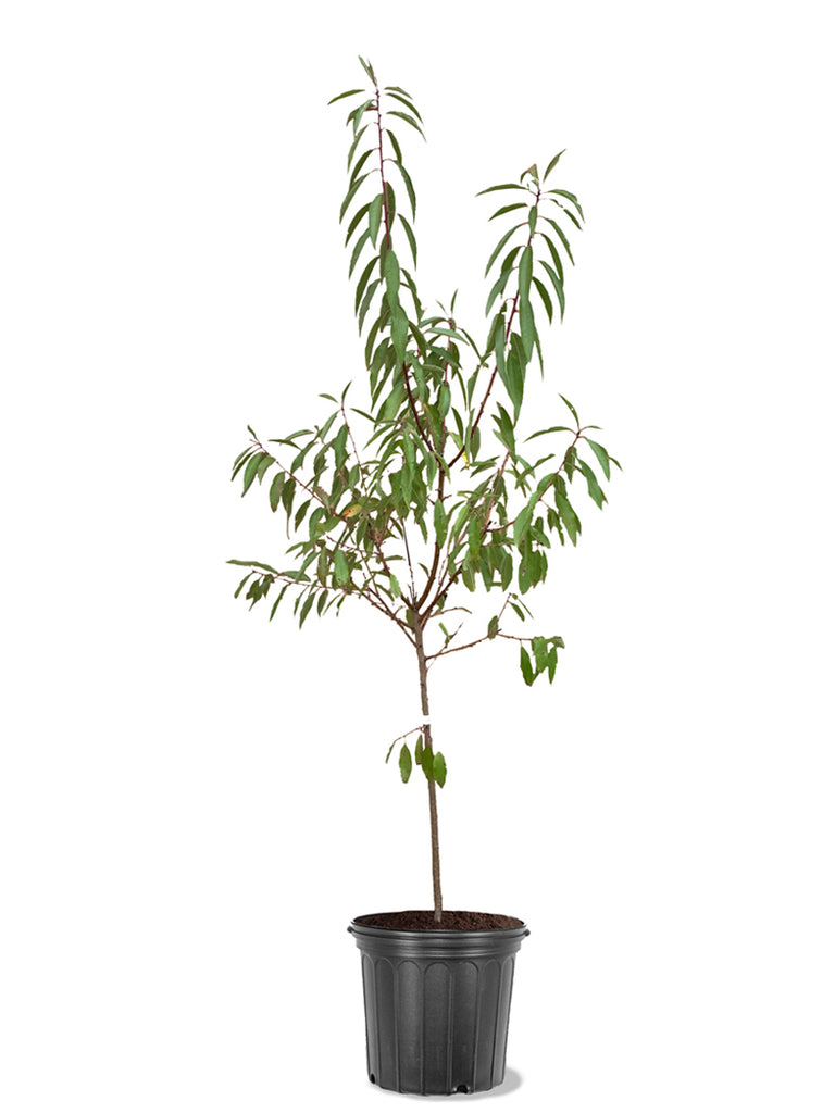 Almond Nonpareil Almond Tree