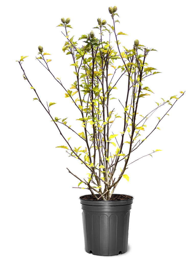 Althea Double Pink | Rose of Sharon | Deciduous Shrub | Plant Me Green