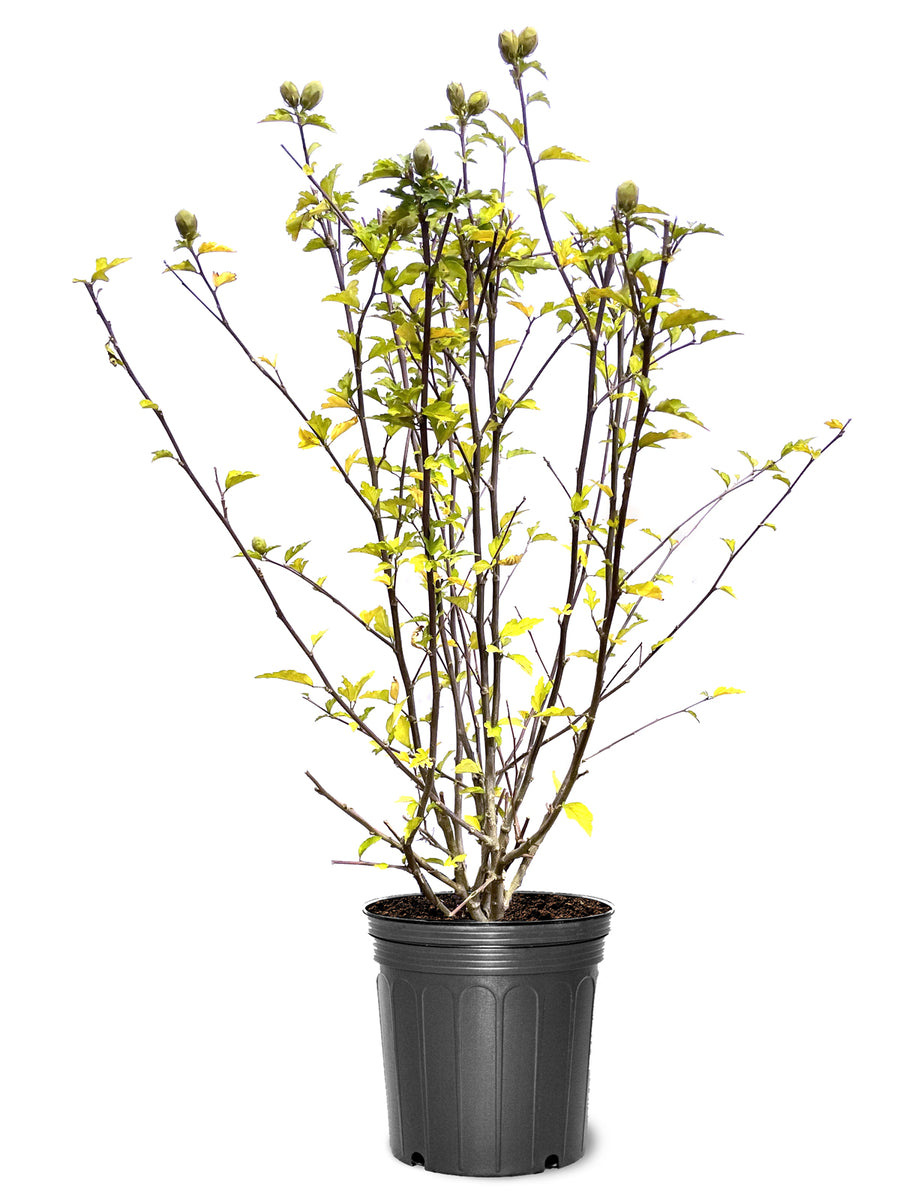 Althea Double Pink | Rose of Sharon | Deciduous Shrub | Plant Me Green