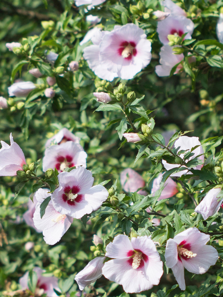 Althea Double Pink | Rose of Sharon | Deciduous Shrub | Plant Me Green