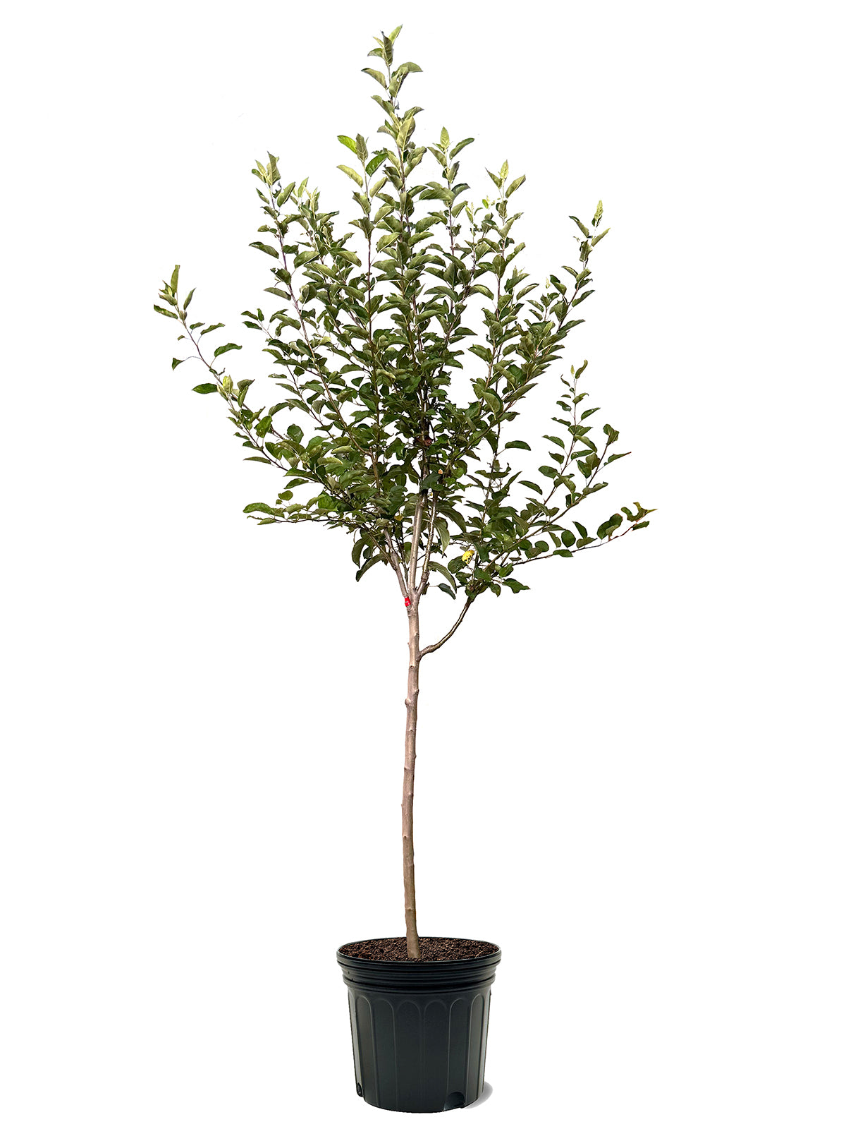 Apple Trees | Fireside Apple Trees | Heirloom Apple