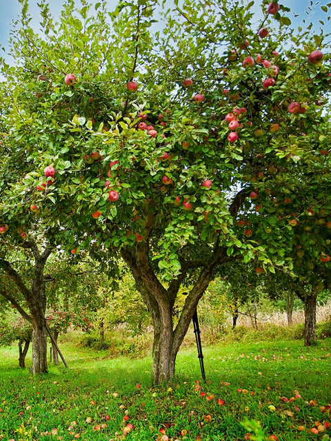 Apple Tree Planting Guide – Plant Me Green