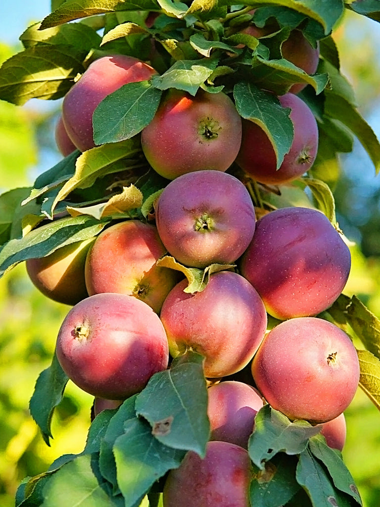 Apple Tree Planting Guide