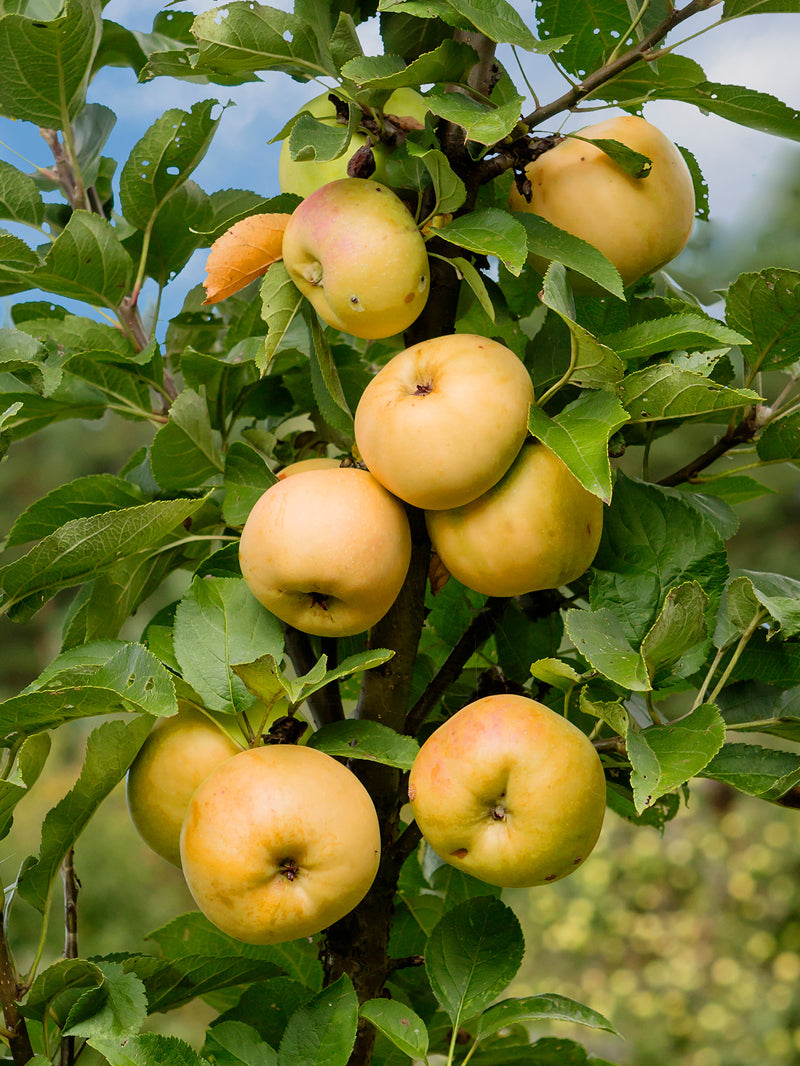 Apple Trees - Golden Sentinel (Columnar)