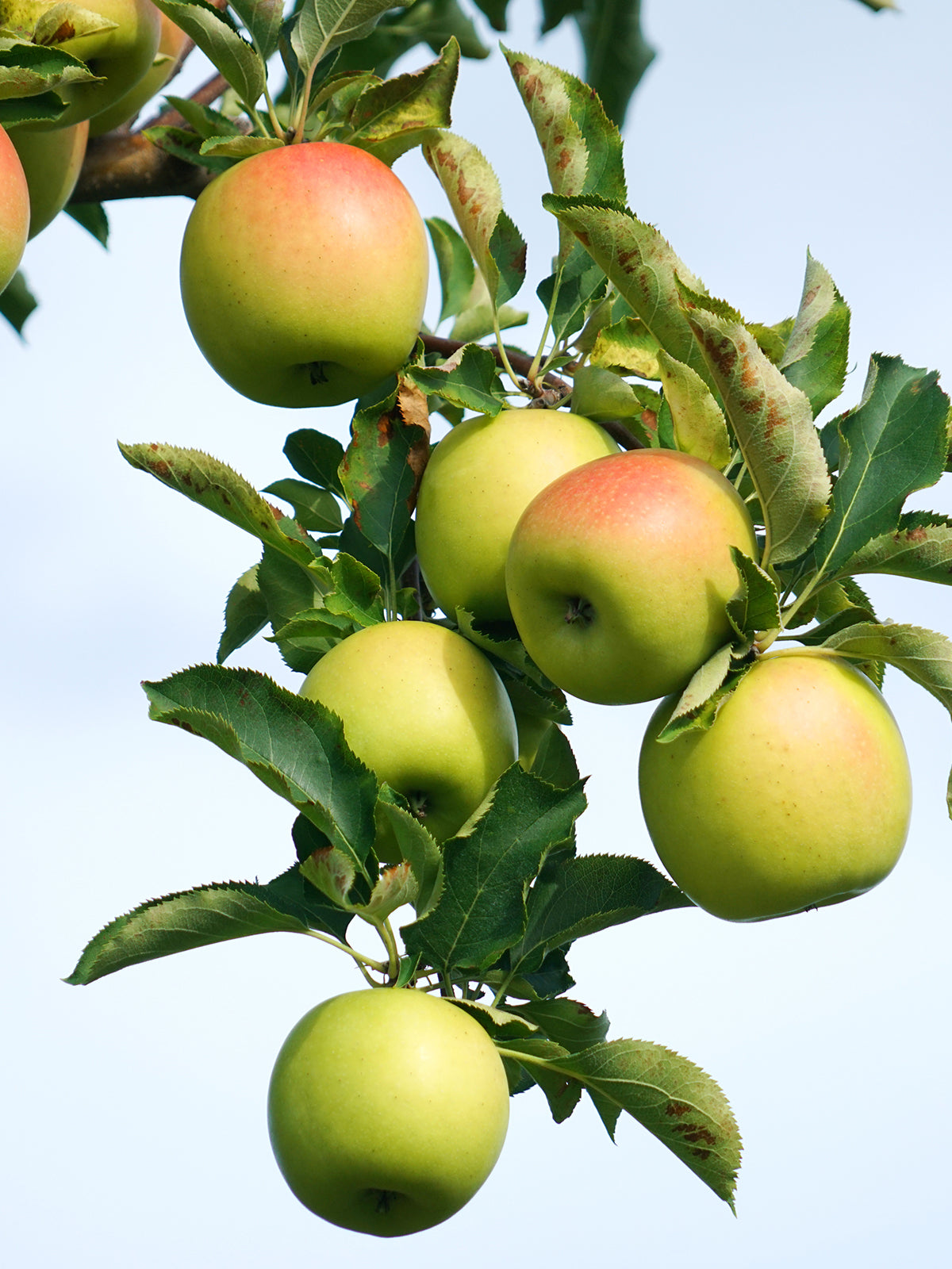 Gold Rush | Apple Tree | Plant Me Green
