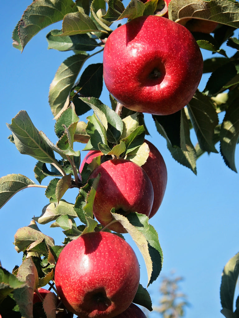 Apple Tree Planting Guide