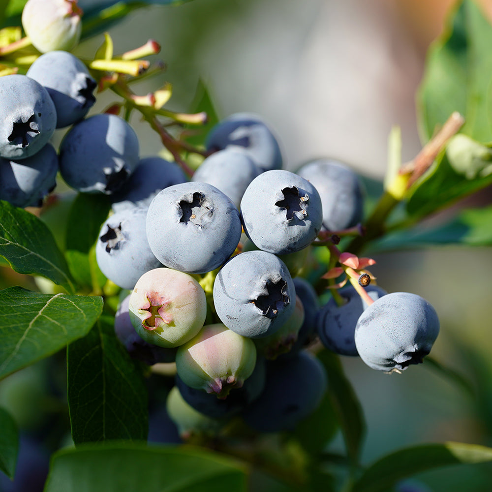 Hannah's Choice Blueberry| Northern Highbush | Deciduous Shrub | Plant ...