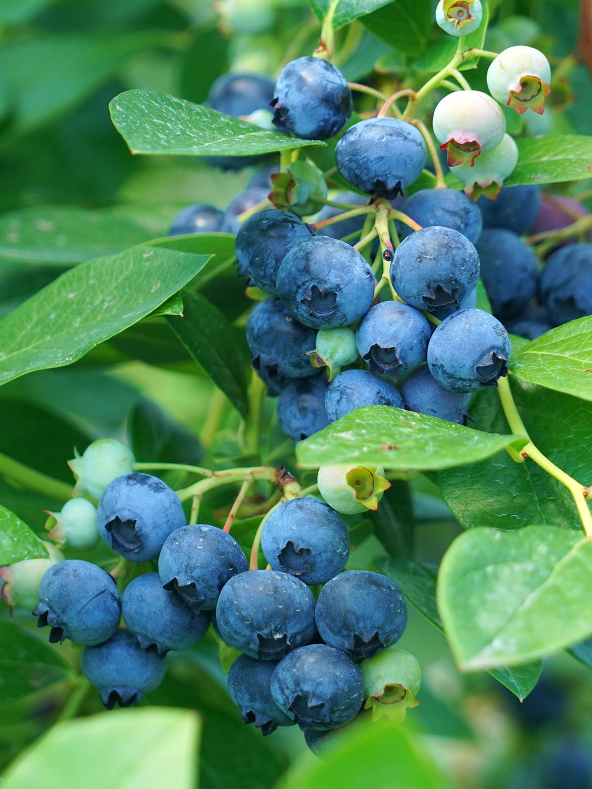 Hannah's Choice Blueberry| Northern Highbush | Deciduous Shrub | Plant ...