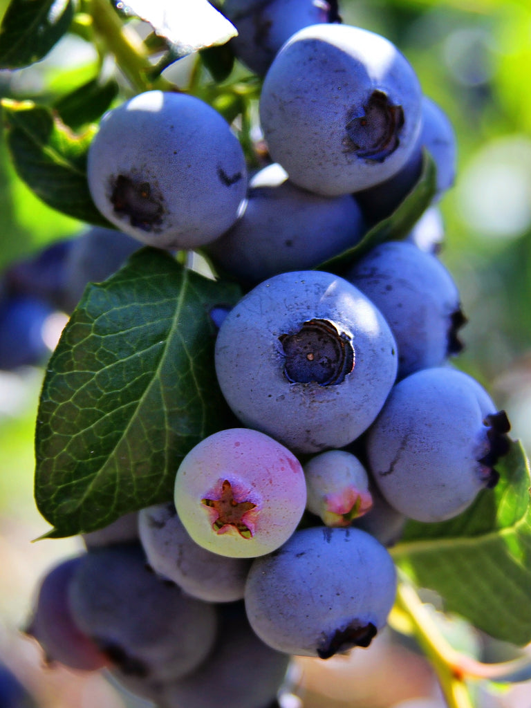 Blueberry Planting Guide