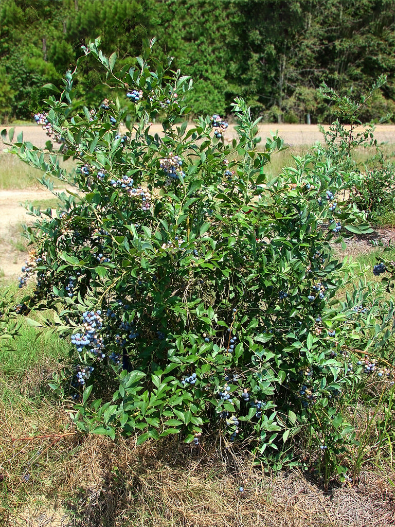 Blueberry - Tifblue (Rabbit Eye)