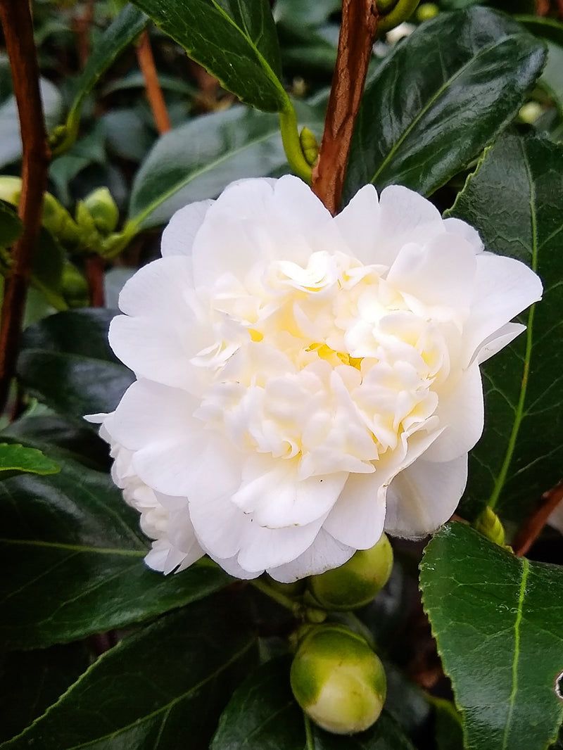 Snow On The Mountain Camellia