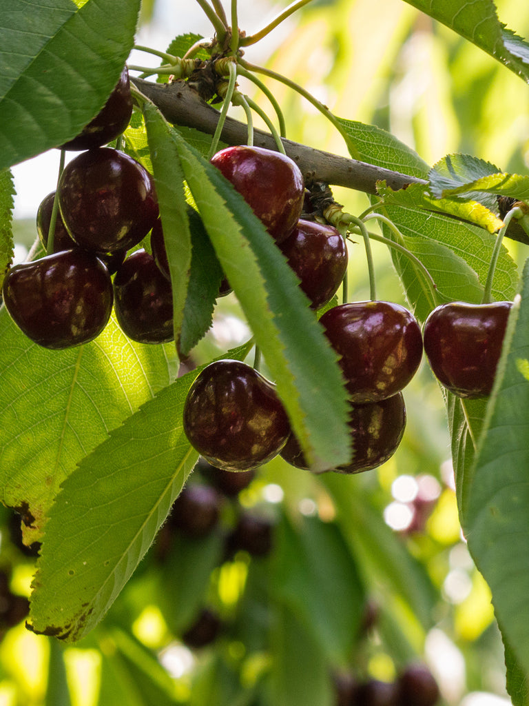 Zone 5 - Fruit Trees
