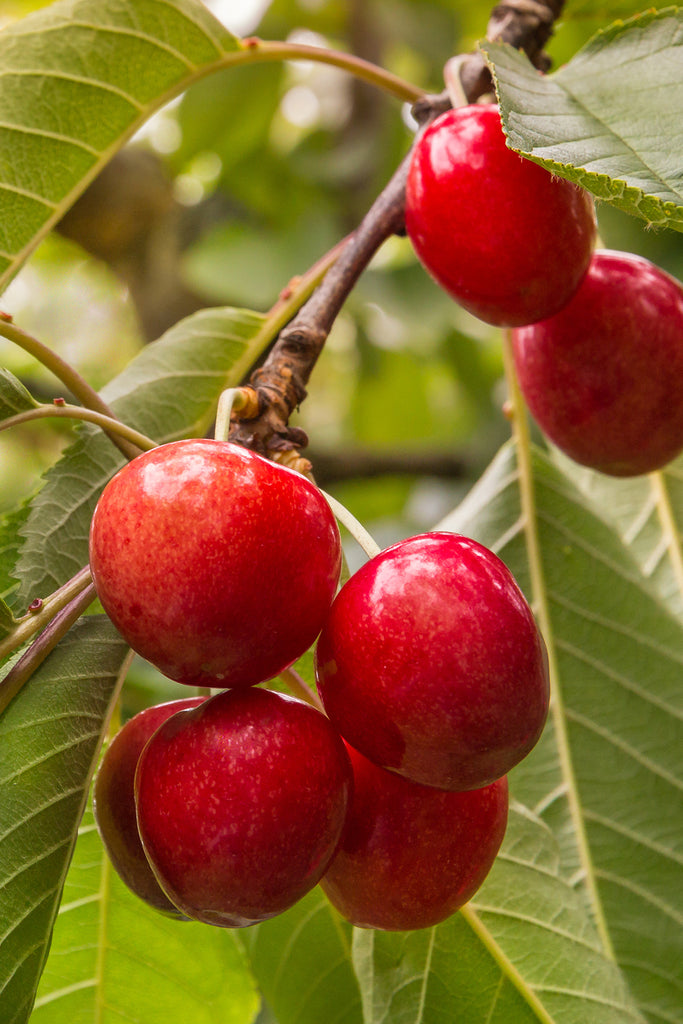 Online Tree Nursery | Plant Me Green