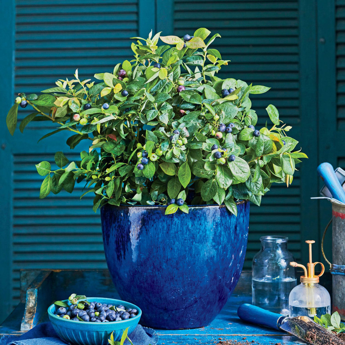 Blueberry Planting Guide – Plant Me Green