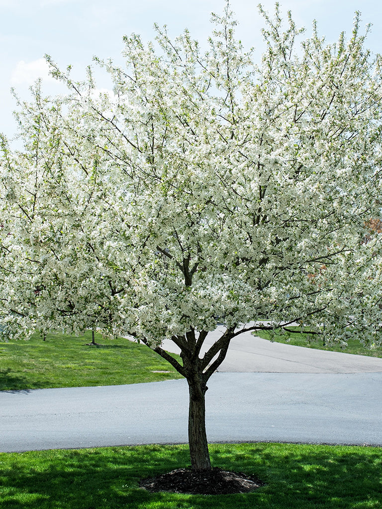 Flowering Crabapple Trees for Sale | Buy Flowering Crabapple
