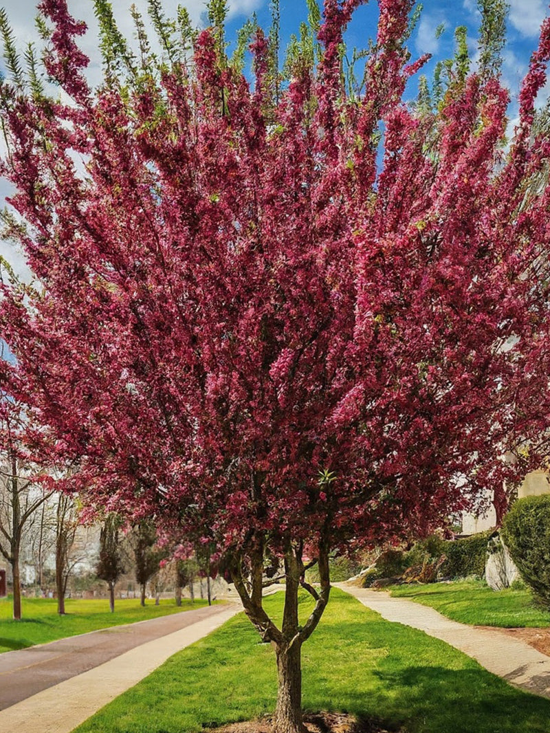Robinson Crabapple Tree | Deciduous Flowering Trees