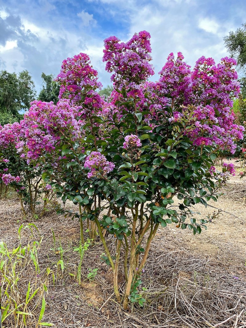 Flowering Trees | Purple Magic Crape Myrtle