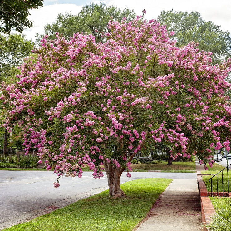Crape Myrtle Guide – Plant Me Green